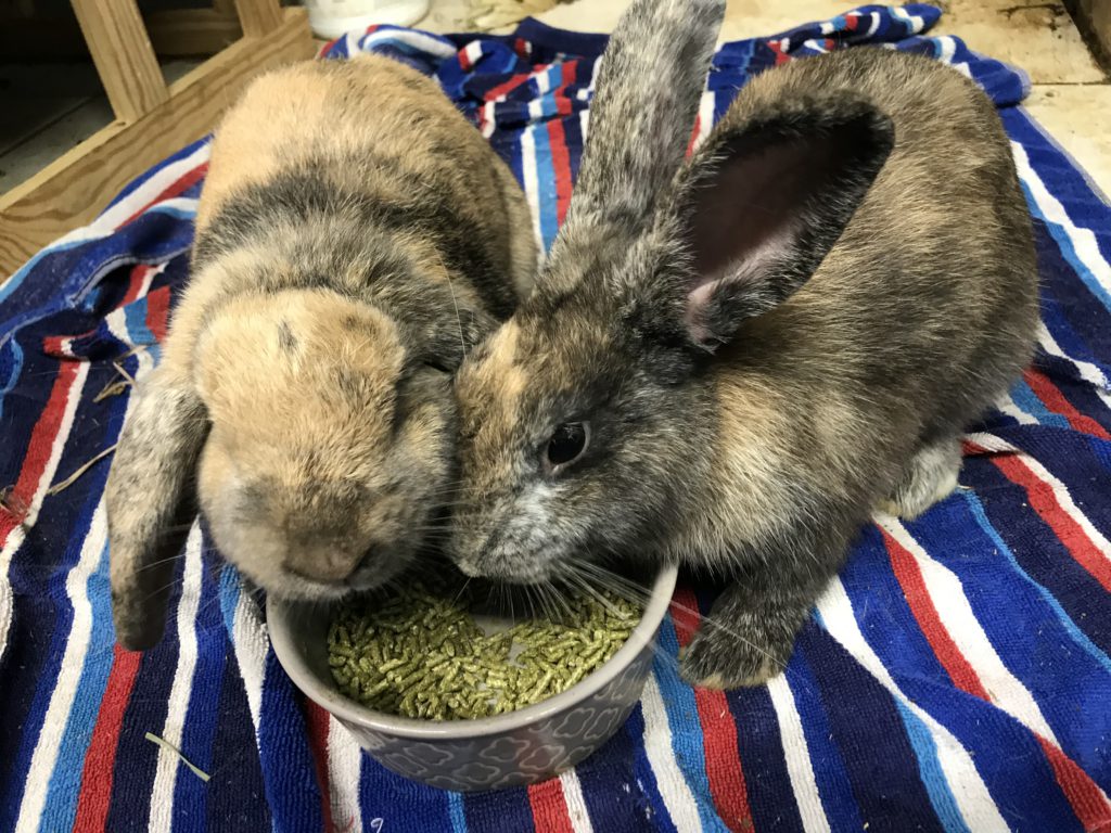 Rescue Spotlight: Helping Homeless Rabbits Find Forever Homes - Pawlytics