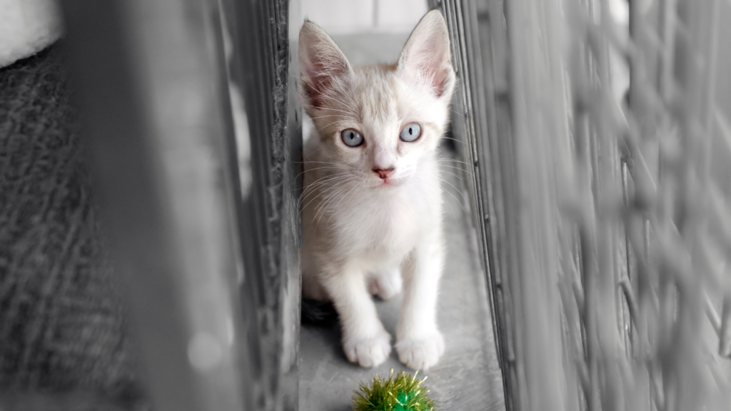 How to Write a Fun Pet Adoption Bio - Pawlytics