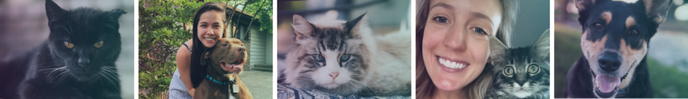 About Us - Pawlytics