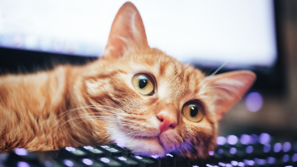 How to Create an Email Marketing Campaign for Your Animal Rescue ...