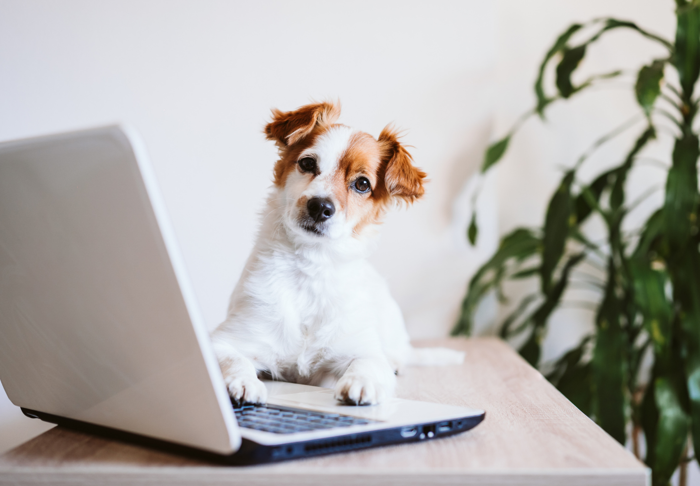 Muttrics - Pawlytics